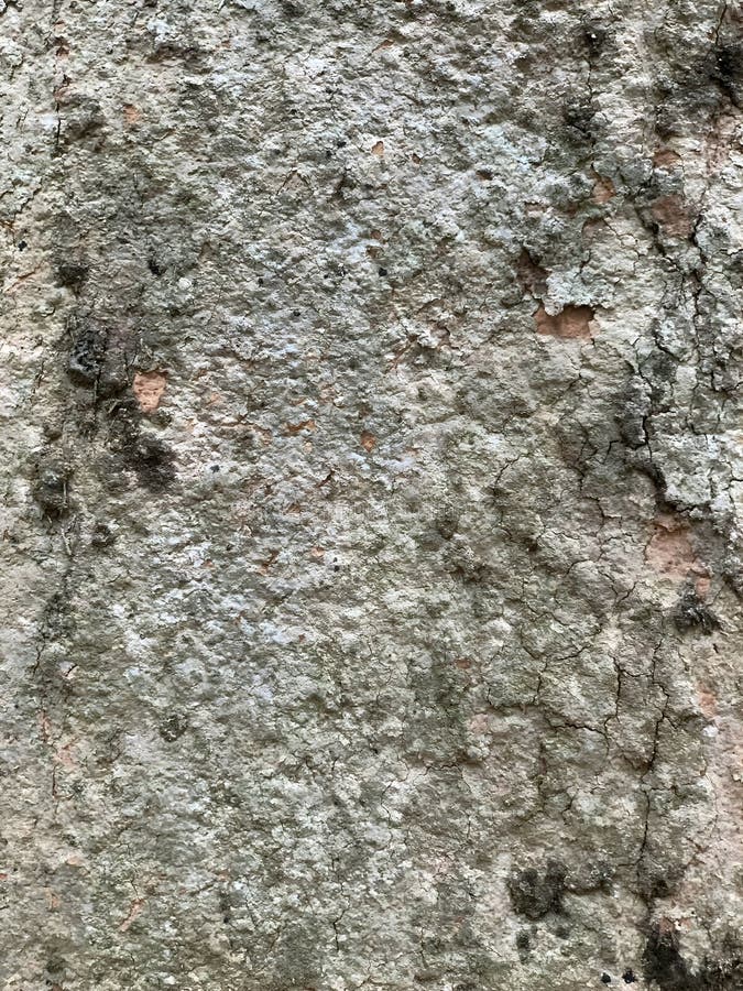 Different Types of Bark Use it As a Beautiful Background Stock Photo ...