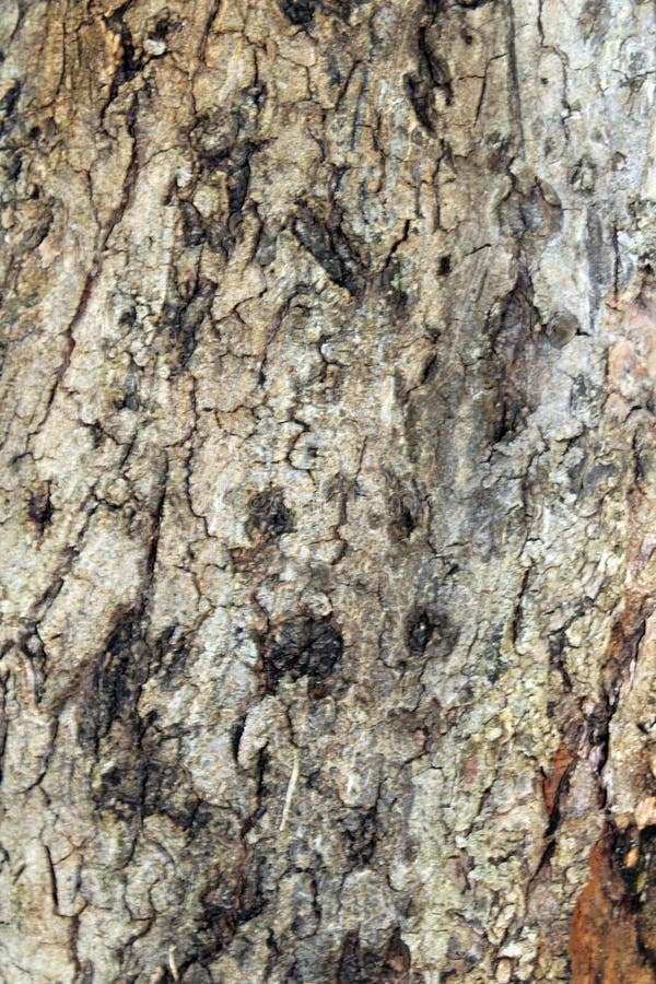 Bark from vas tree stock photo. Image of wild, leaves - 92966968