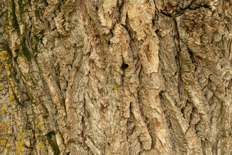 The Bark of a Very Old Tree with Large Cracks, Close-up. Stock Photo ...