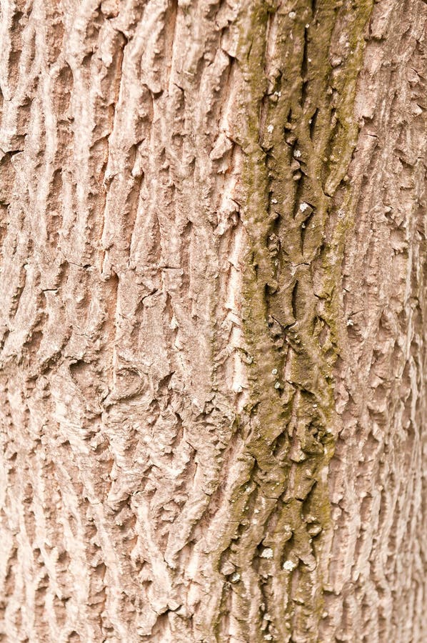 Bark of walnut tree stock image. Image of trunk, textured - 41735035