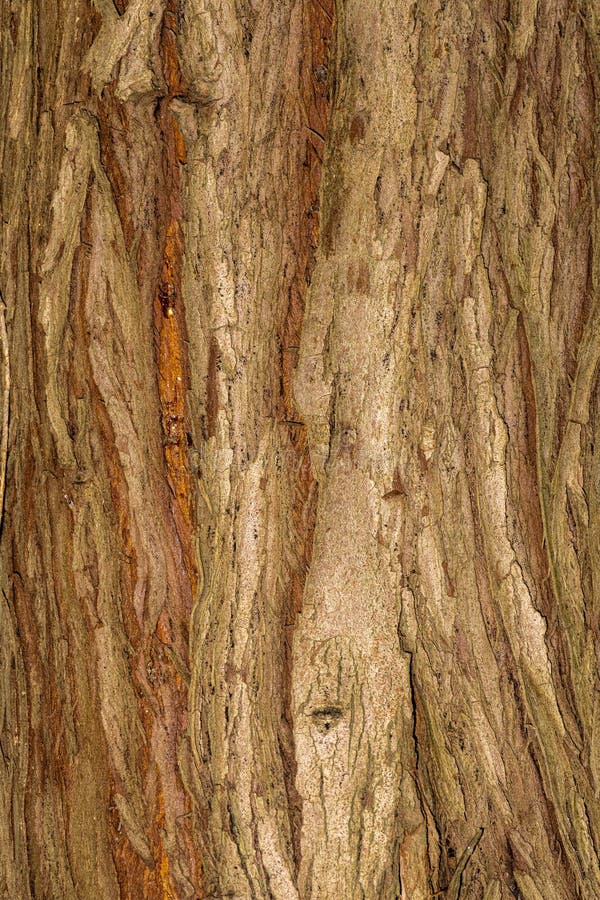 Western Red Cedar Bark