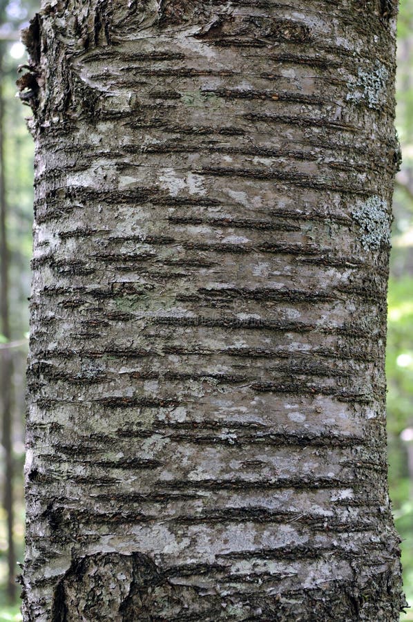 Bark of Wild Cherry (Prunus Avium) Stock Photo - Image of groove ...