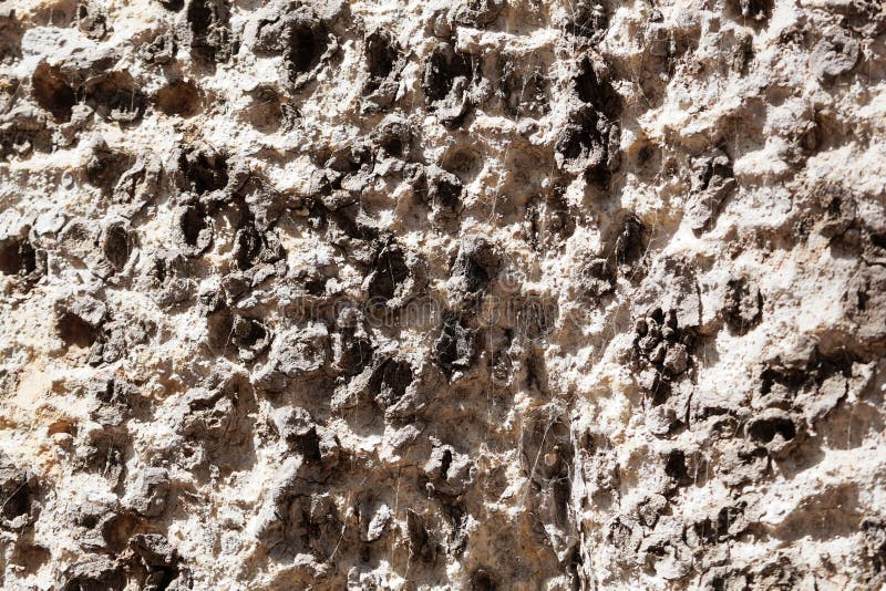 Bark of a wild ficus tree stock photo. Image of line - 112986868