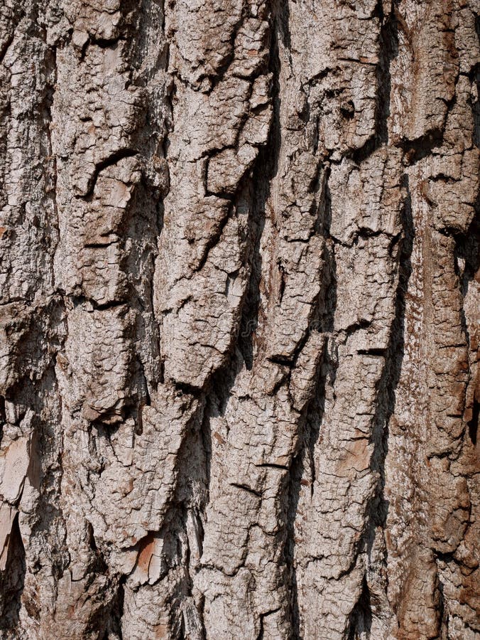 Bark of willow, close-up stock photo. Image of stem - 104631128