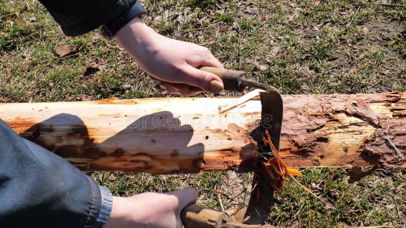 Bark of Wood. Removing Bark from Wood in the Old Manual Way in the ...