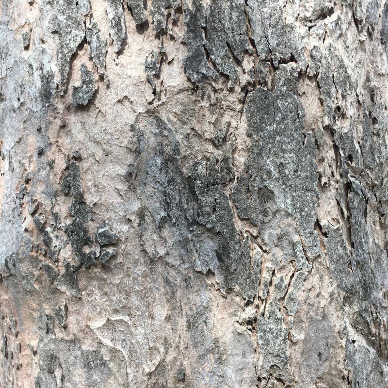 Bark Wood Texture Background Stock Image - Image of timber, detail ...