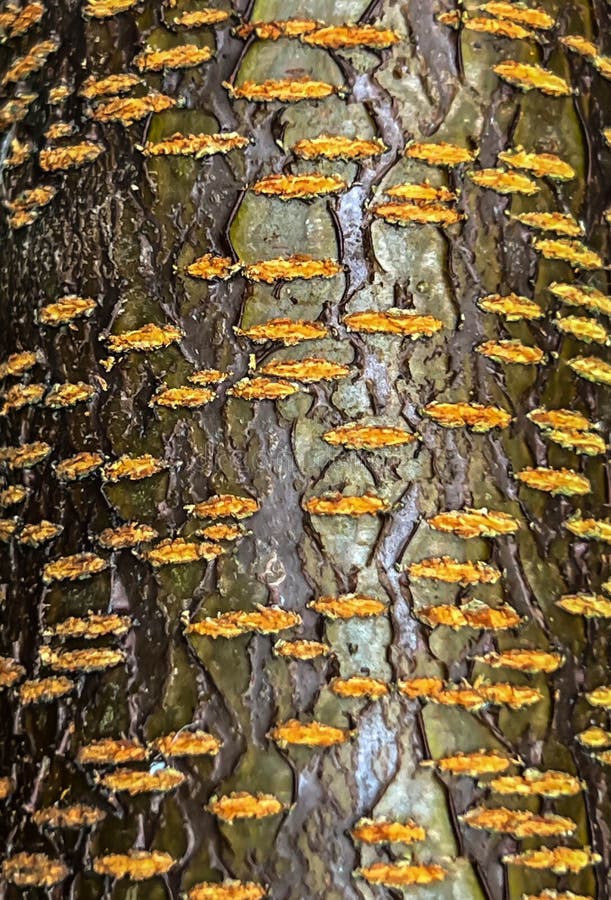 The Bark of a Young Bird Cherry Trunk in Close-up As a Background Stock ...
