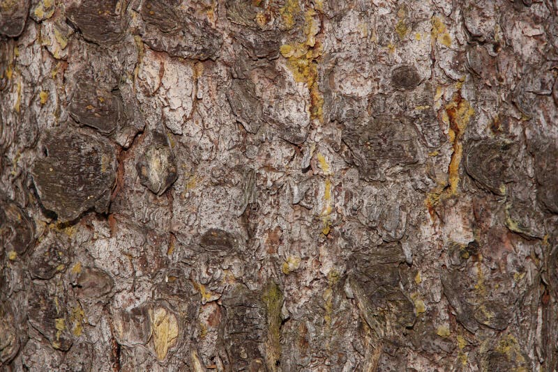 Bark of a Young Spruce Texture Background Close-up Stock Image - Image ...