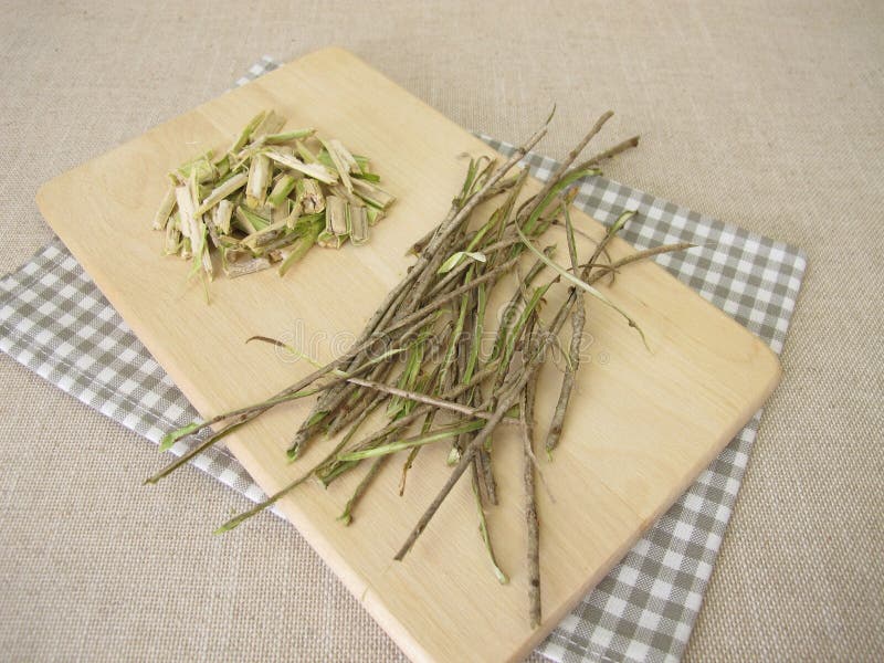 Bark and Young Wood from the Elder Tree Stock Photo - Image of ...