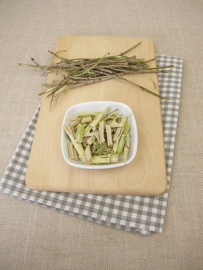 Bark and Young Wood from the Elder Tree Stock Image - Image of material ...