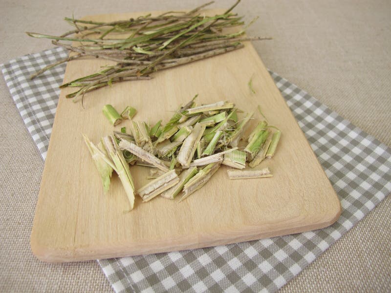 Bark and Young Wood from the Elder Tree Stock Image - Image of marrow ...