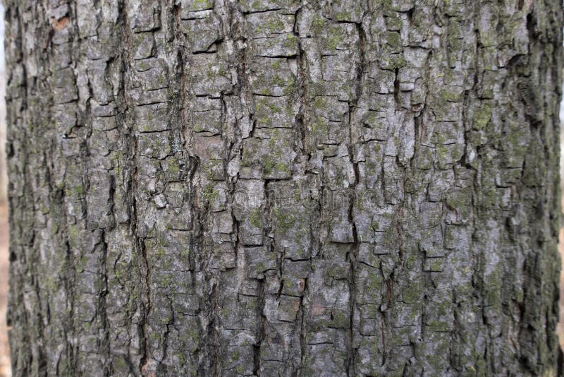 Barke stockfoto. Bild von frech, beschaffenheit, platz - 104321404