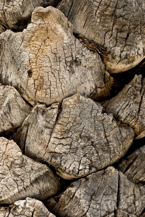 ?Barke Einer Baum? - Palmen-Barkestruktur Stockbild - Bild von kreis ...