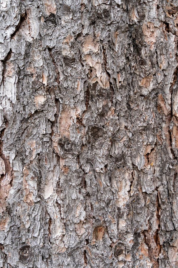 Barke eines Baums stockfoto. Bild von beschaffenheit - 135534720