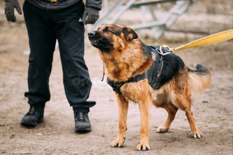 102 Angry German Shepard Stock Photos - Free & Royalty-Free Stock ...