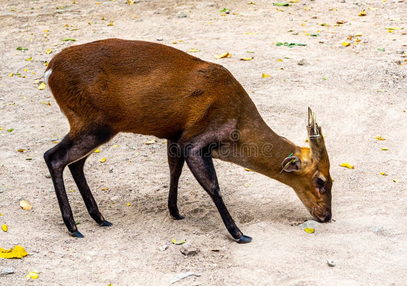 A Barking Deer on the Dry Ground Raised in the Zoo Stock Photo - Image ...