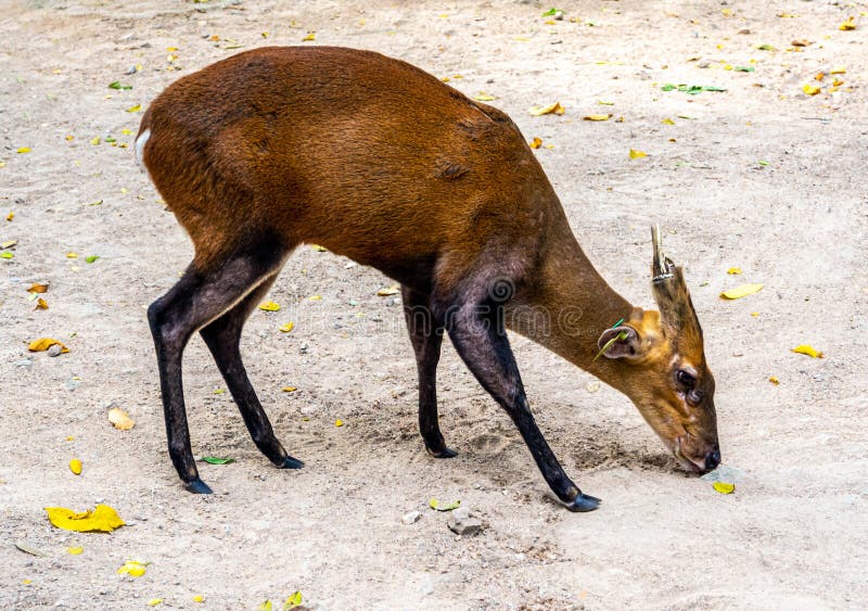 A Barking Deer on the Dry Ground Raised in the Zoo Stock Photo - Image ...