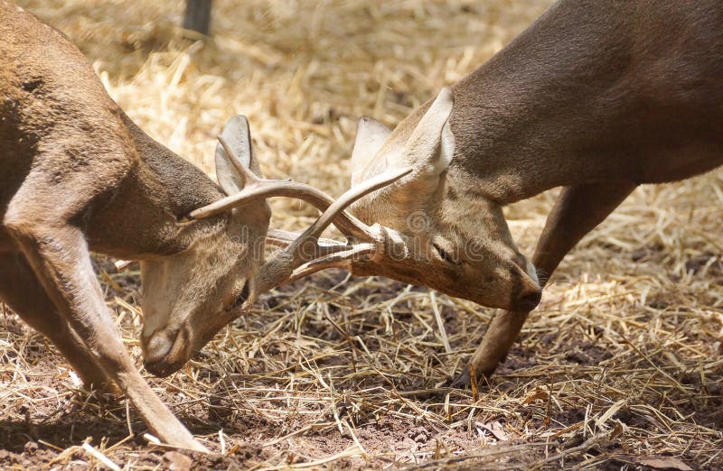 Barking Deer Fighting Each Other Stock Photo - Image of barking ...