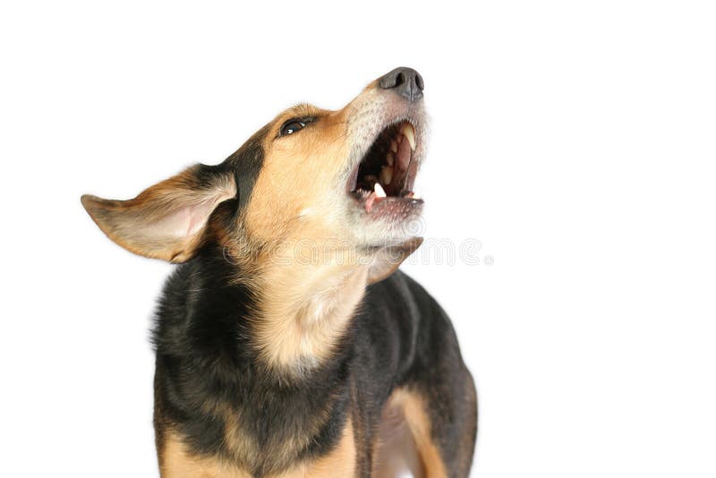 Two dogs shouting stock image. Image of barking, open - 39255545