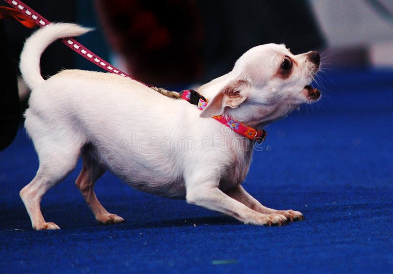 Barking dog stock image. Image of leashed, angry, bark - 1079461
