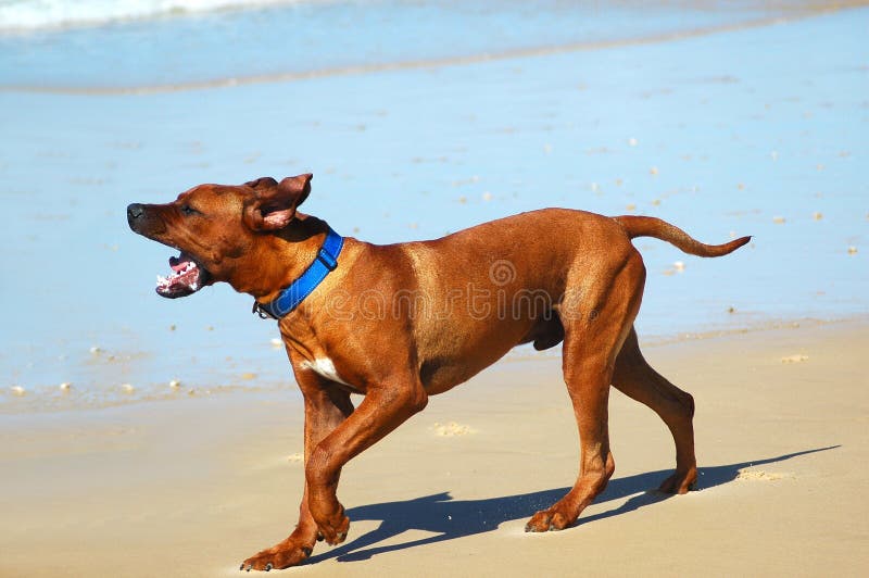 Barking dog stock photo. Image of beach, animal, african - 2695174
