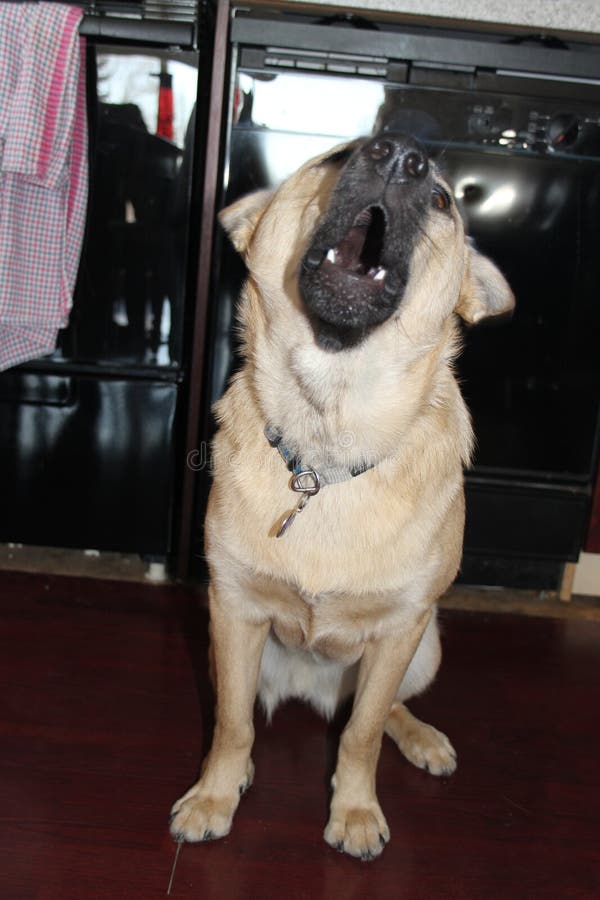 Barking dog stock image. Image of angry, barking, bark - 67699049