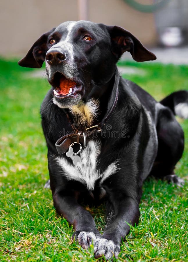 Barking dog stock image. Image of color, doggy, bowl - 45025955