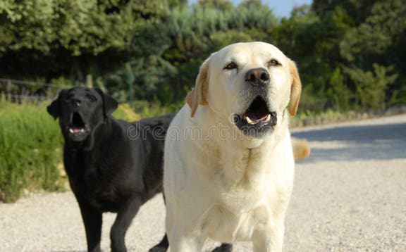 Barking dogs stock image. Image of white, yellow, agression - 6071027