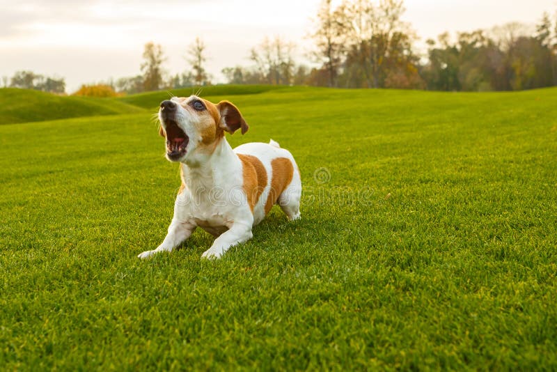 Beagle Dog Barking stock photo. Image of collar, beagle - 14120410