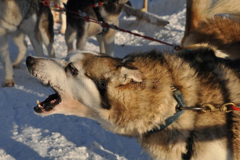 Barking Husky stock photo. Image of belt, sled, transport - 35570194