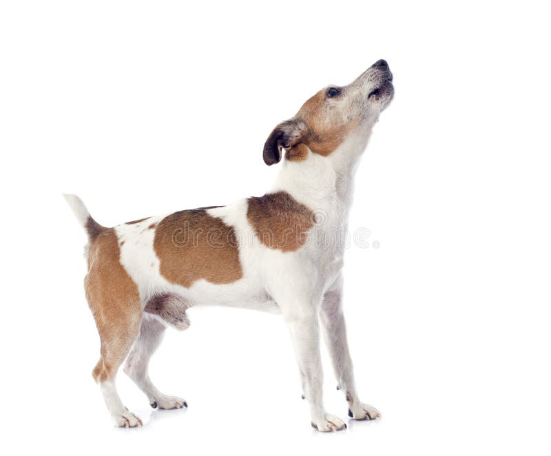 220 Dog Barking Sound Stock Photos - Free & Royalty-Free Stock Photos ...