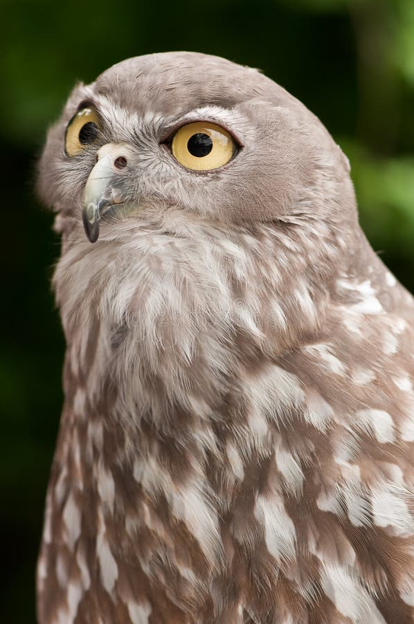 Barking Owl stock image. Image of barking, nocturnal - 13223501