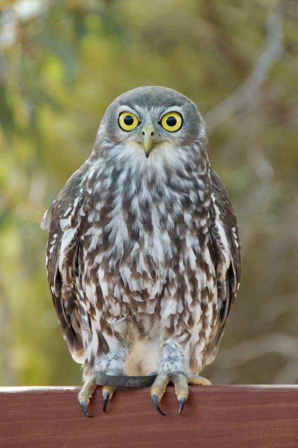 Barking Owl stock photo. Image of nocturnal, nature, australia - 18930254