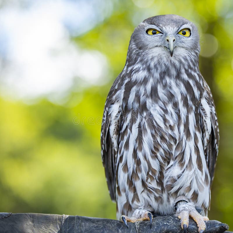 Barking Owl stock image. Image of colour, wildlife, nature - 144160783