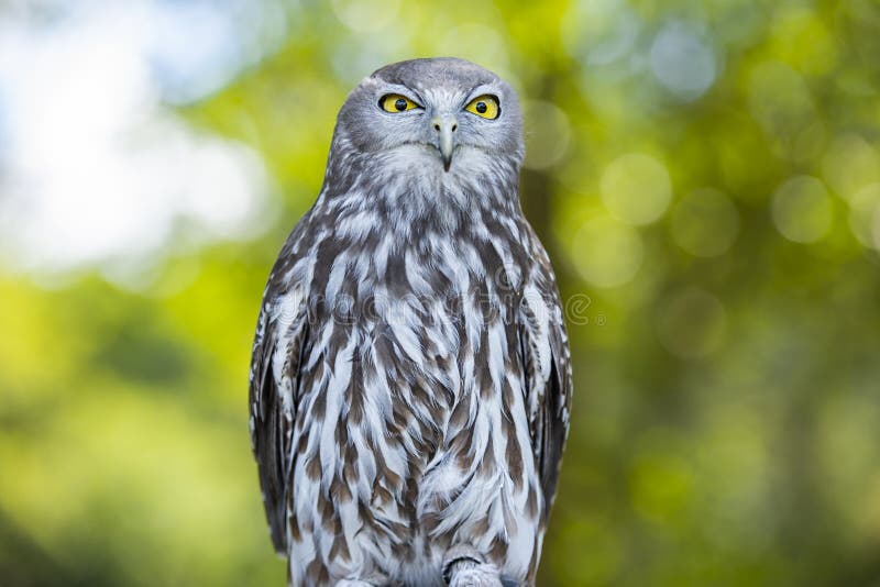 Barking Owl stock image. Image of nature, feathers, ninox - 144160789