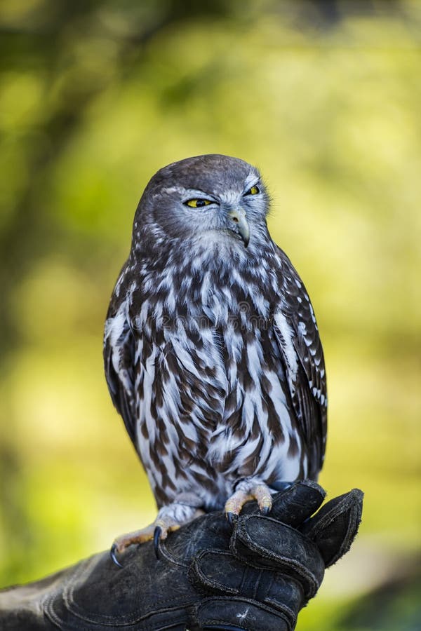 Barking Owl stock image. Image of bird, prey, barking - 144160797