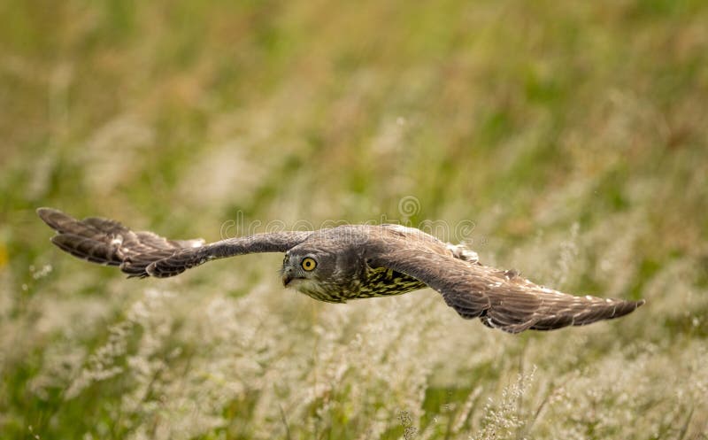 Barking Owl ( Ninox Connivens ) Gliding Across a Grass Meadow Stock ...