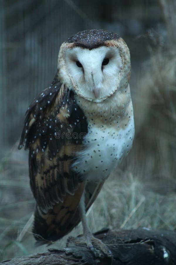 Barking Owl stock photo. Image of sight, feathers, flight - 30625722