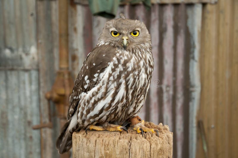 Barking owl stock photo. Image of feathers, wings, barking - 12675112