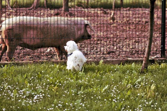 Barking at the pig stock photo. Image of green, countryside - 116086682