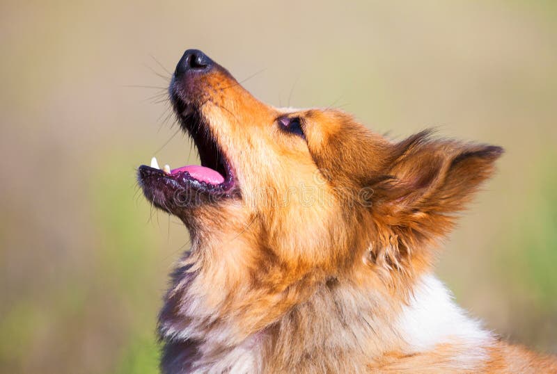 Aggressive Shetland Sheepdog Tried To Bite in Hands Stock Photo - Image ...