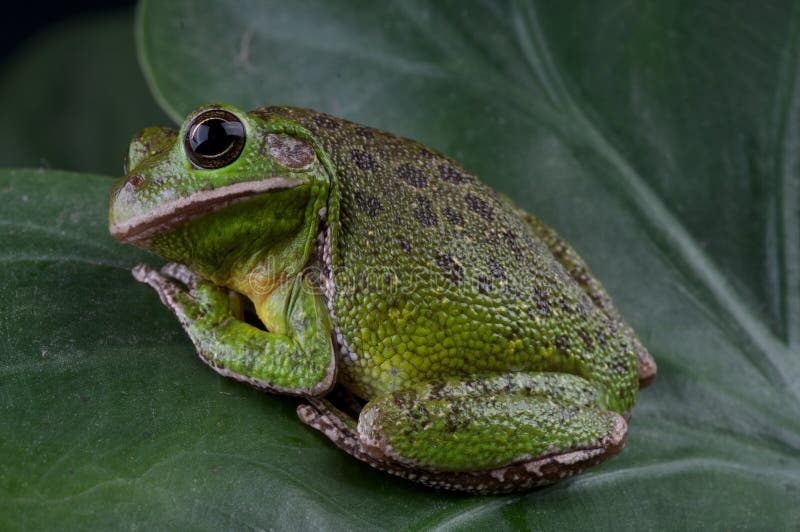 Barking tree frog stock photo. Image of predator, bark - 15355202