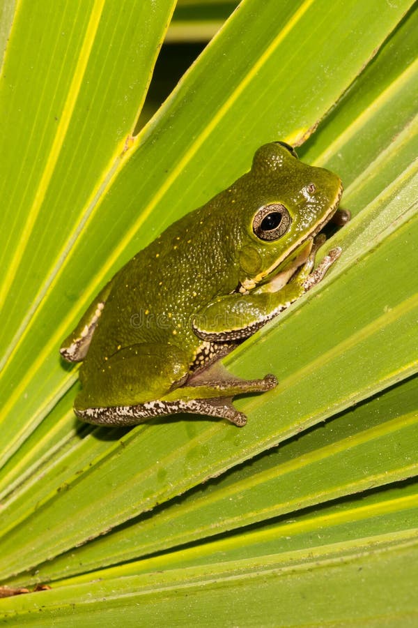 750 Barking Tree Stock Photos - Free & Royalty-Free Stock Photos from ...