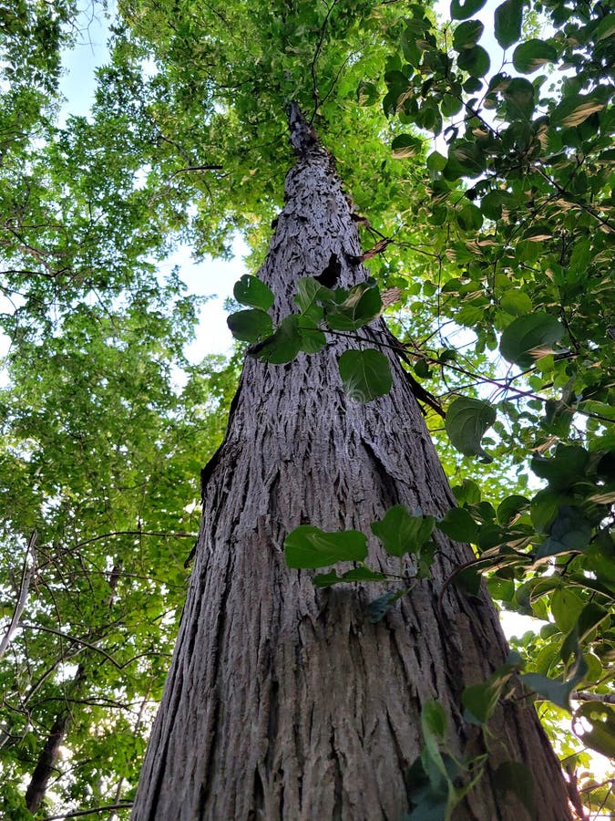 Barking Up the Right Tree stock photo. Image of pattern - 302591600