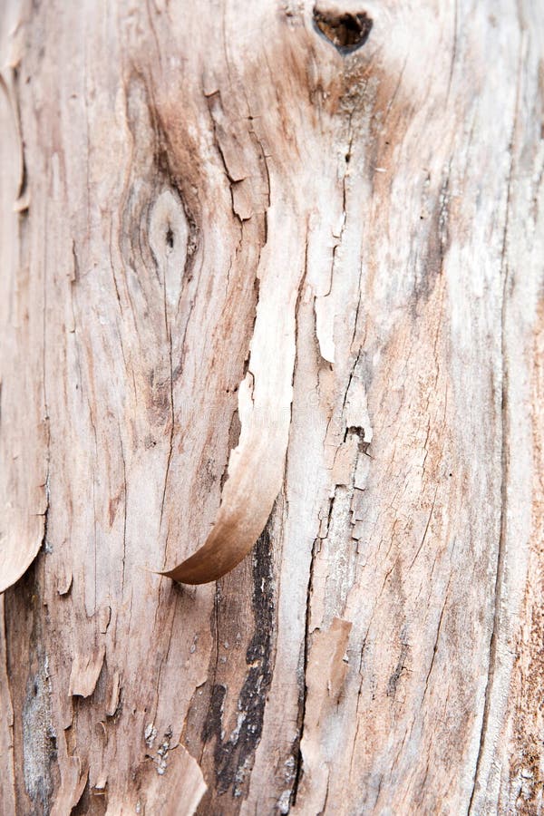 Barkless Tree Texture Stock Photos - Free & Royalty-Free Stock Photos ...