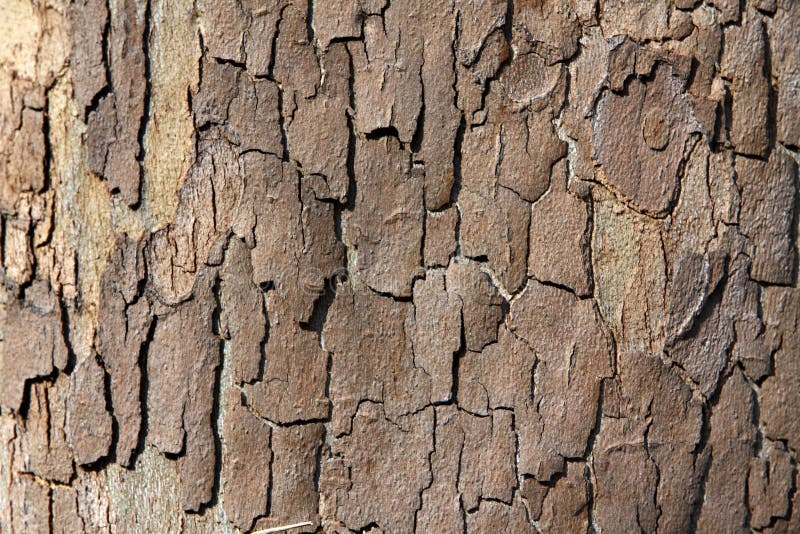 Barky texture background stock image. Image of coloring - 12377215