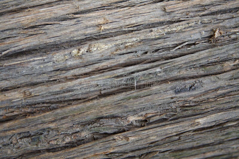 Barky texture background stock photo. Image of design - 12377216