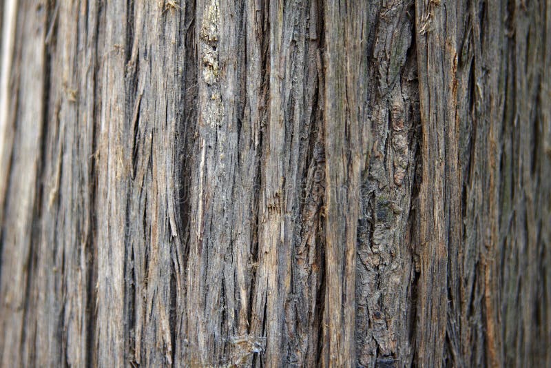 Barky texture background stock photo. Image of light - 12377218