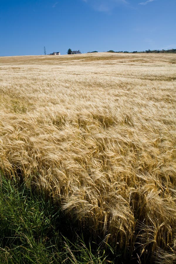 Barley stock image. Image of cereals, grain, harvest - 10732001