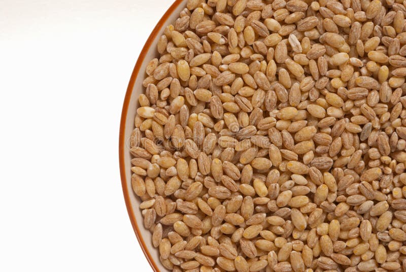 Barley stock image. Image of texture, ingredient, grain - 16832523